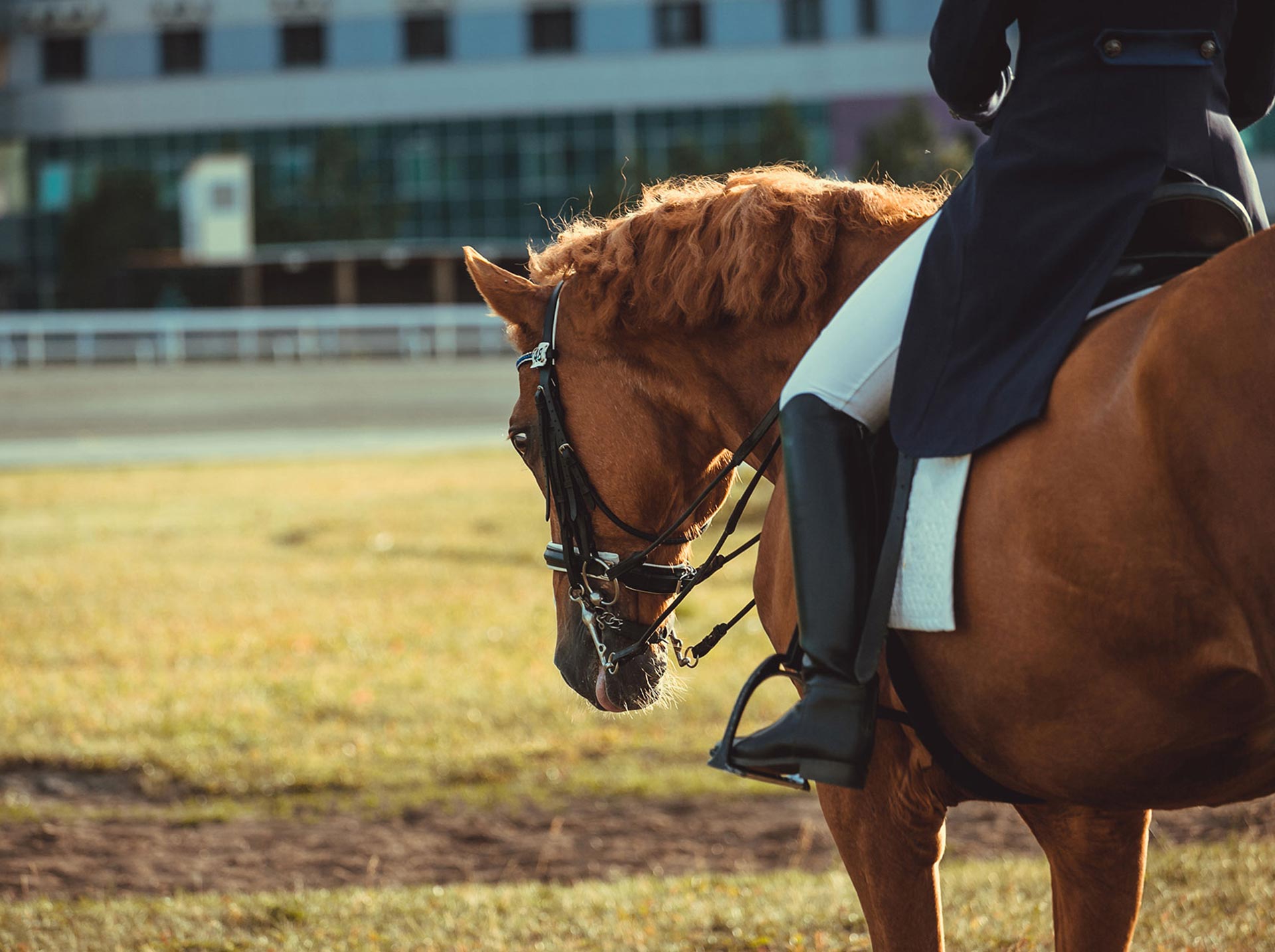 Beautiful photo zones at our horse riding club – Jumping Horse Stock Ranch
